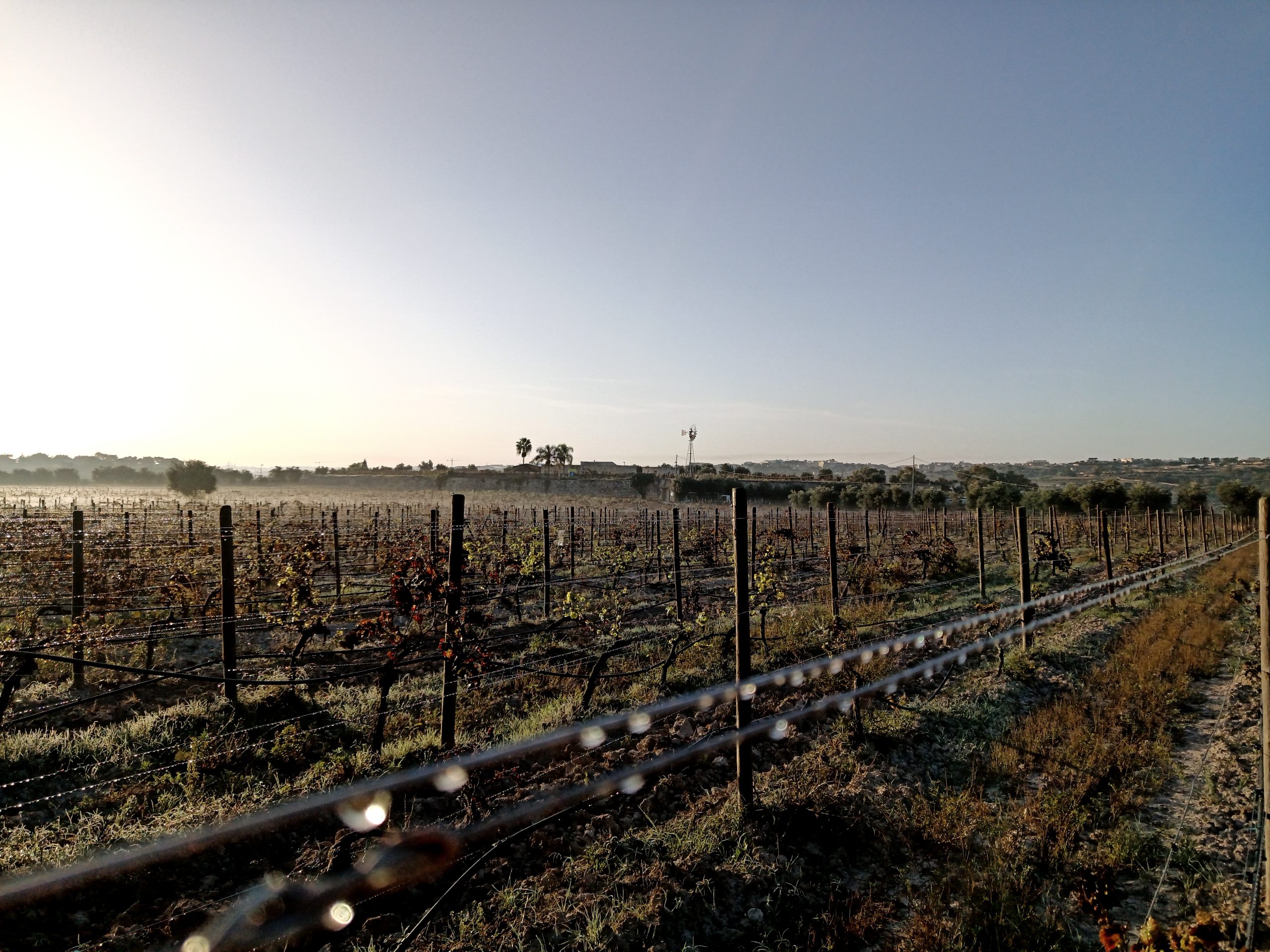 Maria Rosa Wine Estate – Boutique Winery and Events Venue