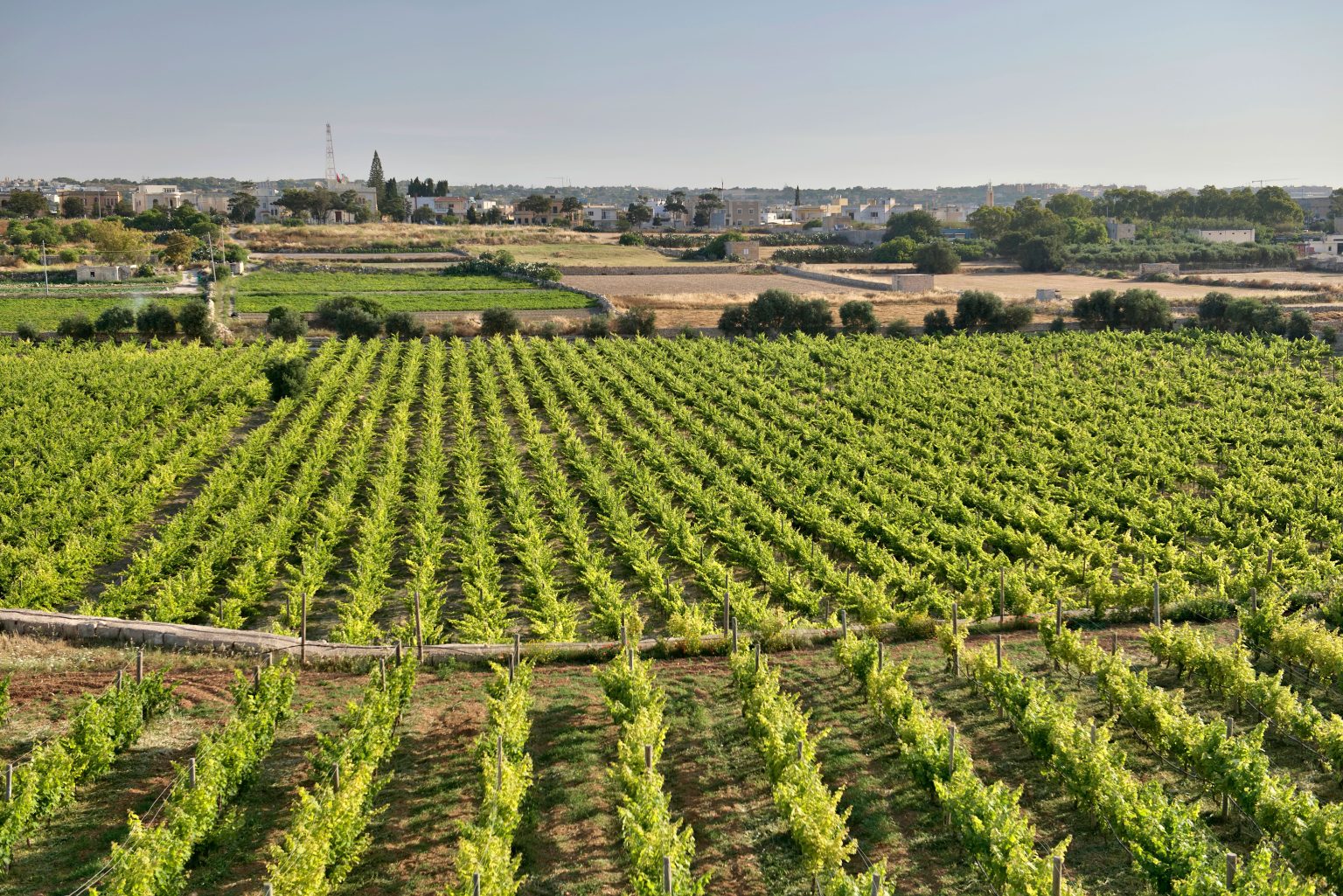 Vineyard – Maria Rosa Wine Estate