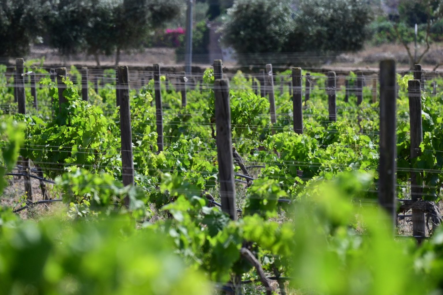 Maria Rosa Wine Estate – Boutique Winery and Events Venue