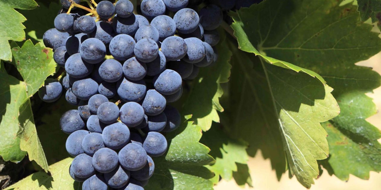 Maria Rosa Wine Estate – Boutique Winery and Events Venue